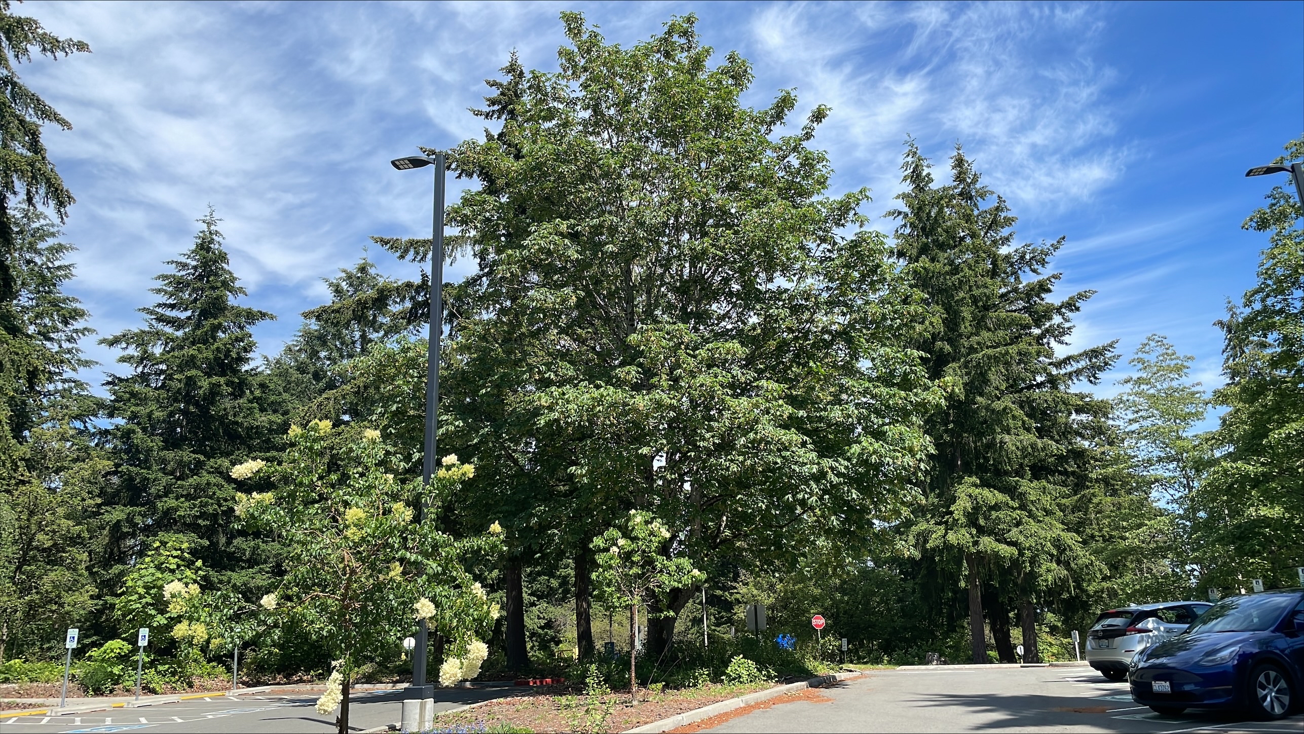 Bellevue College to Remove Trees on Campus - Bellevue College