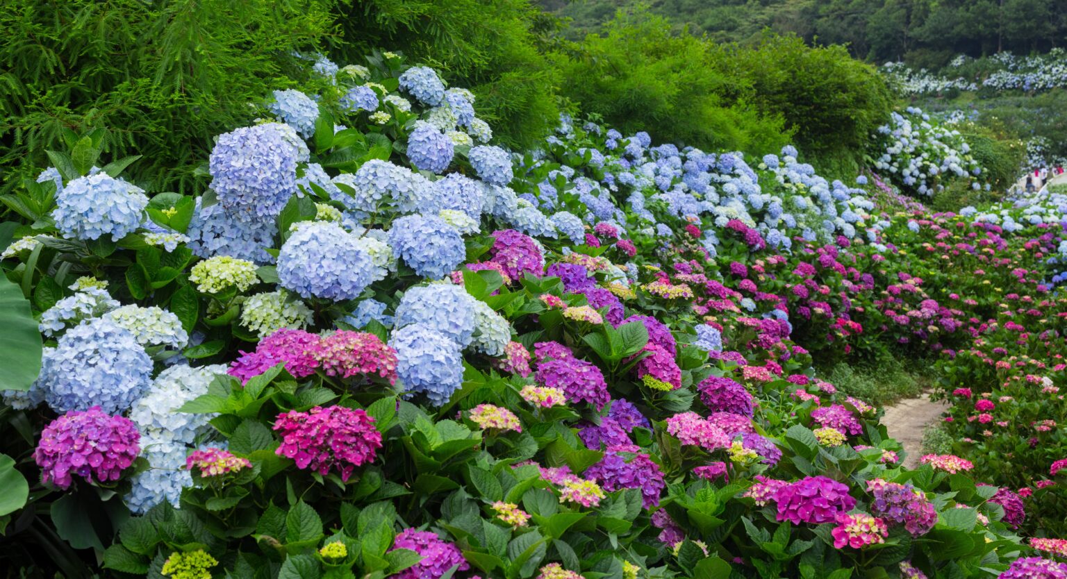 Botany Courses :: Life Sciences