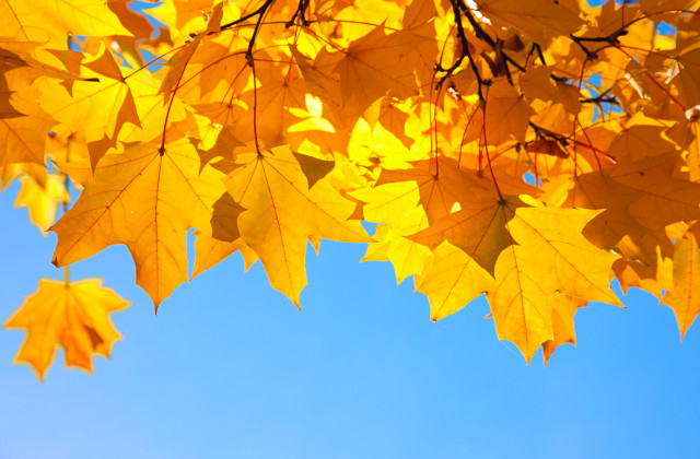 Fall & Sustainability & You! FREE FUN! :: Sustainability