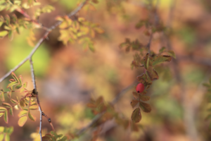 Bald Hip Rose :: Sustainability