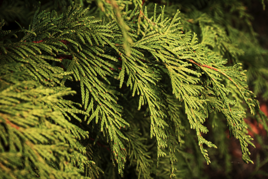 The City of Bellevue is Looking for Neighborhood Tree Ambassadors ...