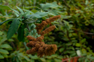 Hardhack :: Sustainability