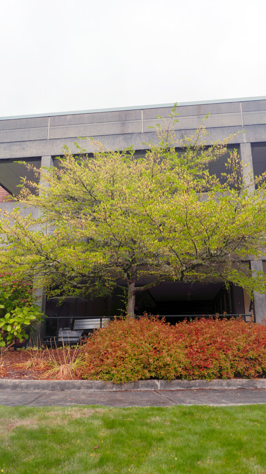 Japanese Snowbell :: Sustainability