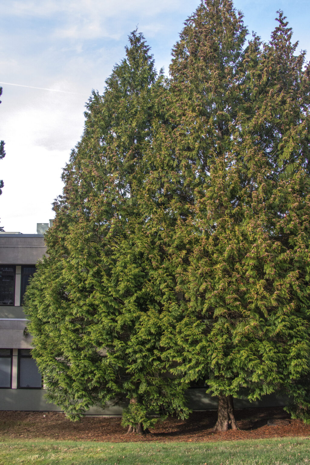 Western Red Cedar – x̌payʔac :: Sustainability