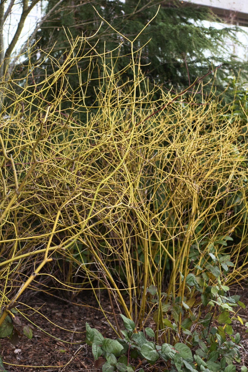 Yellow Twig Dogwood ‘Flaviramea’ :: Sustainability