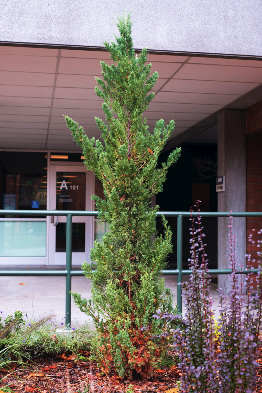 Common Juniper :: Sustainability