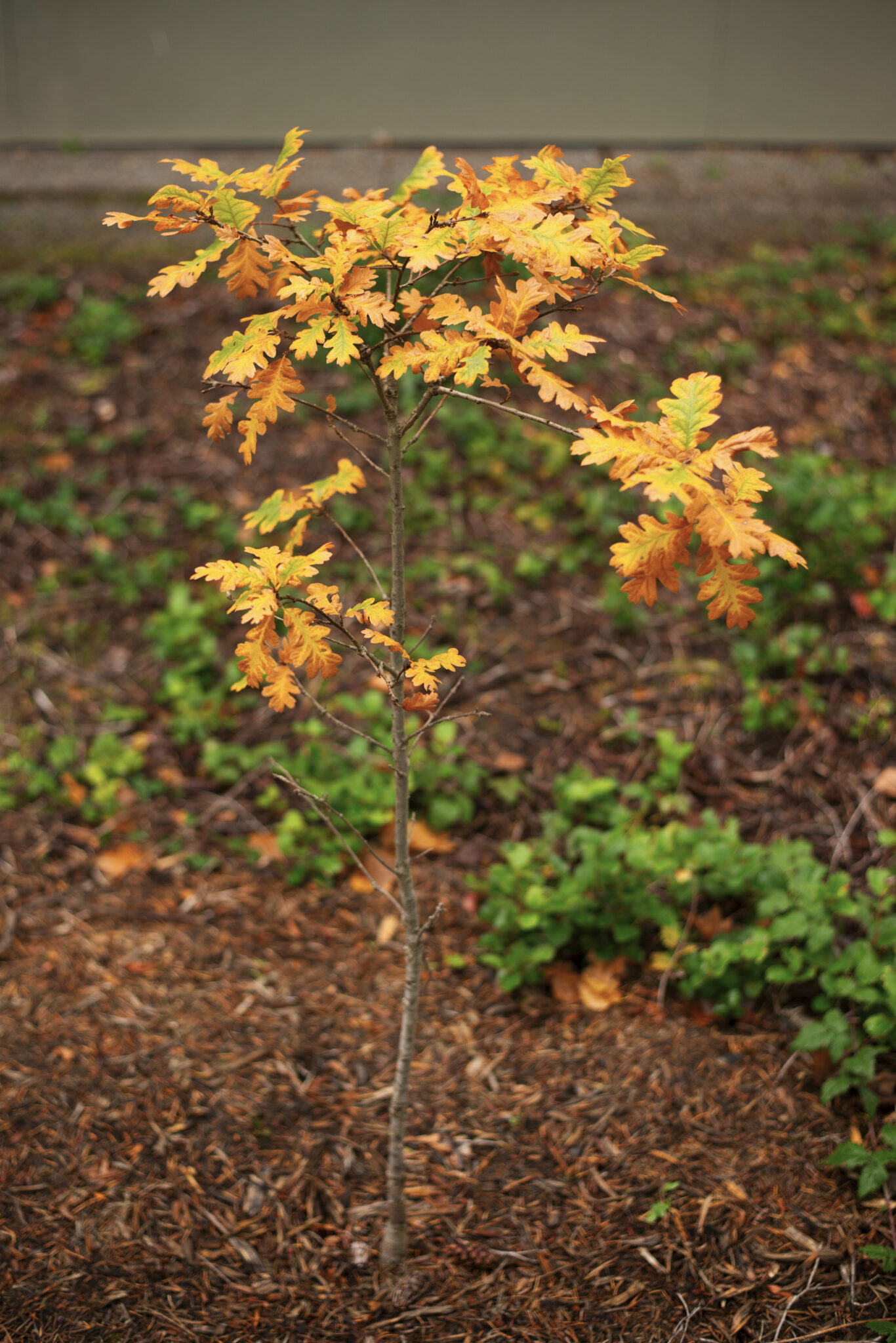 Gary Oak :: Sustainability