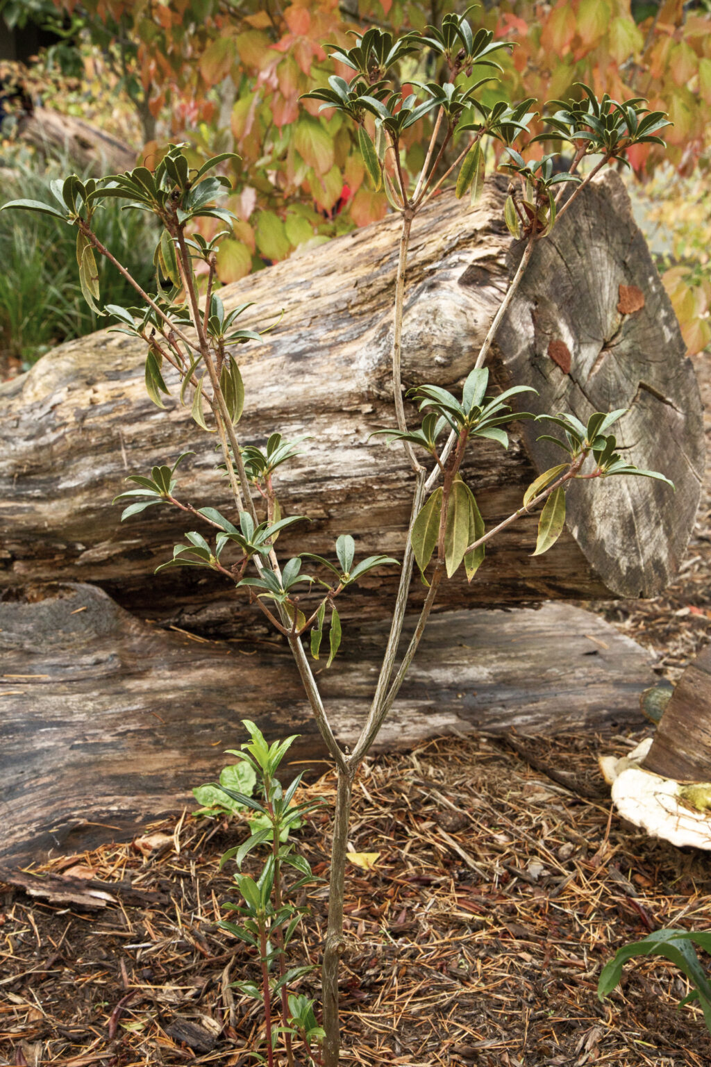 Ruth Lyon’s Rhododendron :: Sustainability